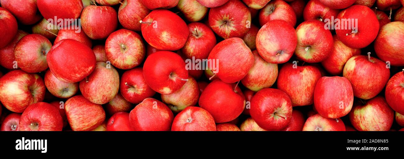 Photograph of lots of red apples Stock Photo - Alamy