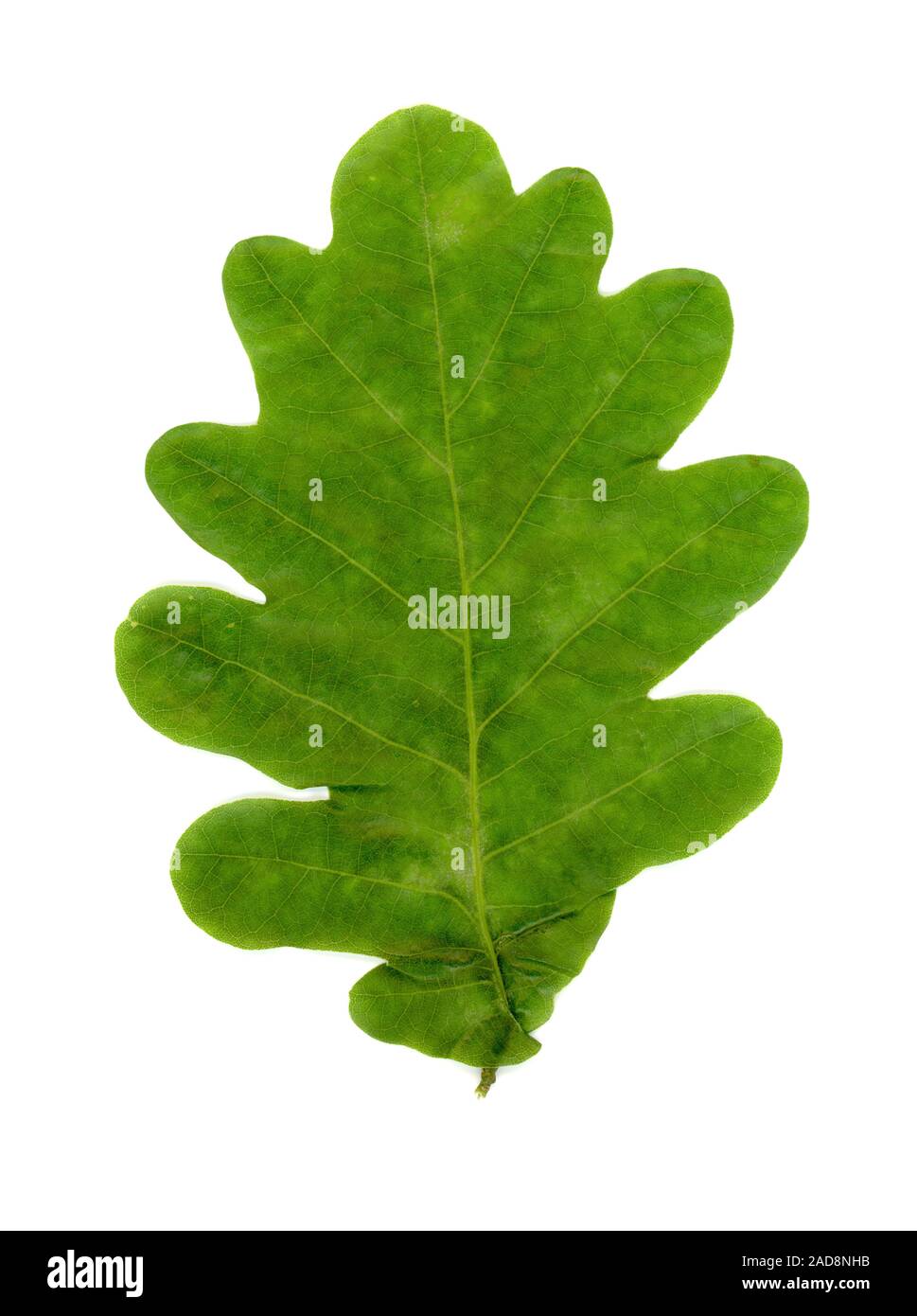 oak (Quercus) tree leaf over white Stock Photo - Alamy