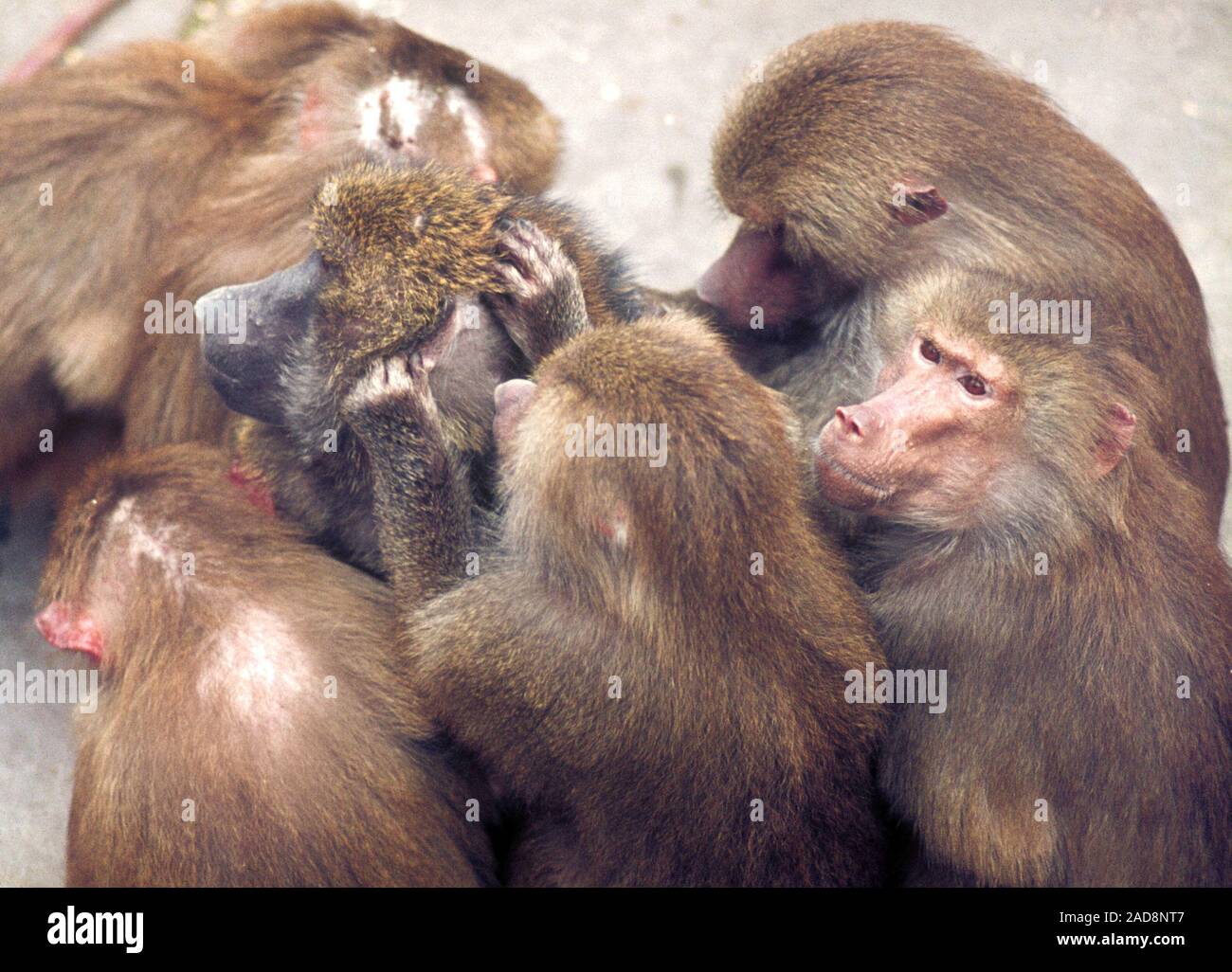 Monkey toilet hi-res stock photography and images - Alamy