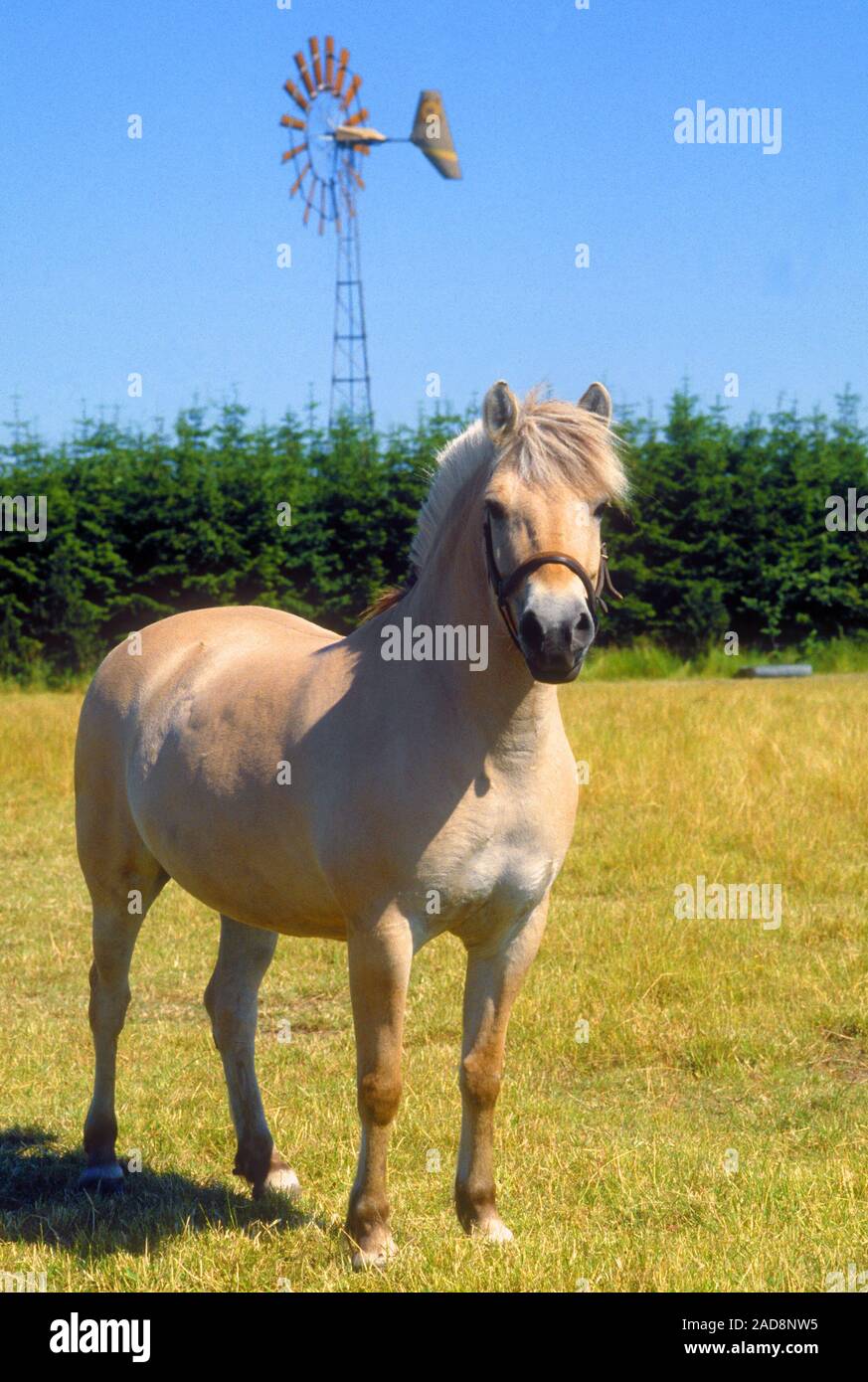 Avelignese High Resolution Stock Photography and Images - Alamy