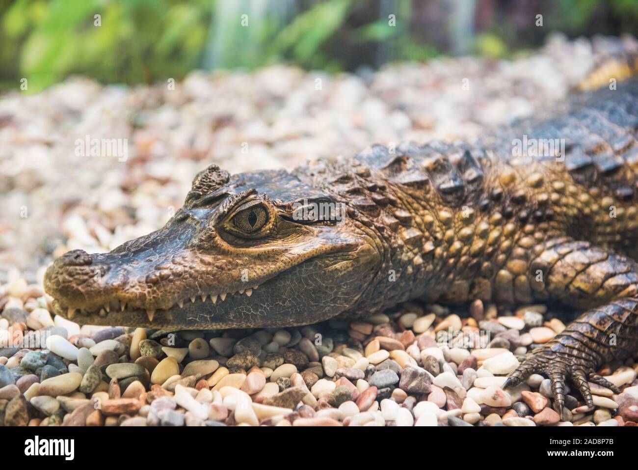 The spectacled caiman Stock Photo - Alamy