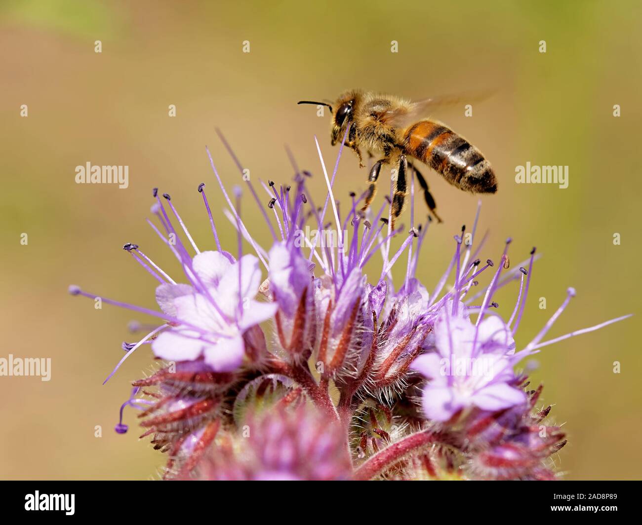 Phacelia bee hi-res stock photography and images - Alamy
