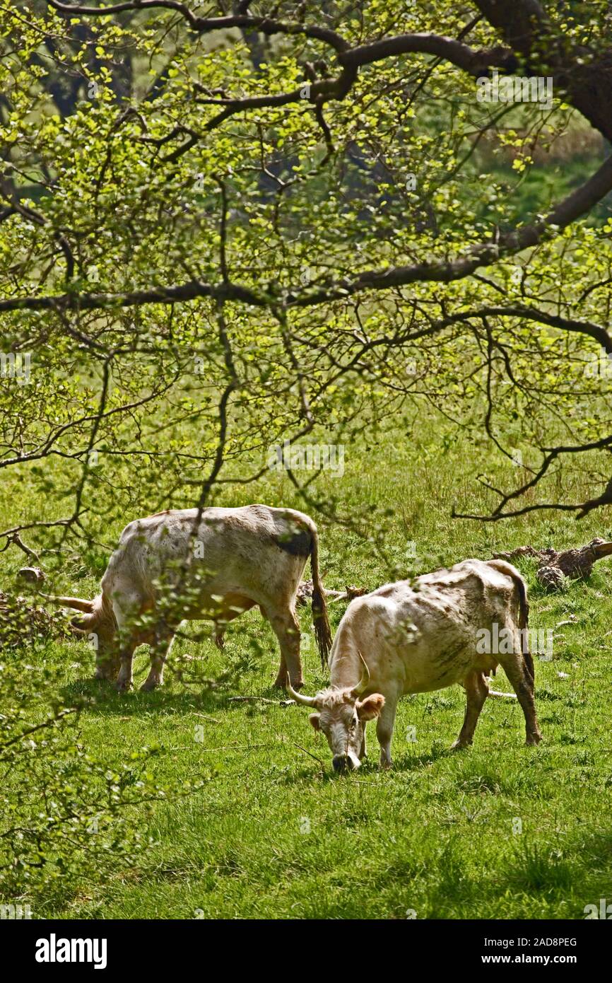 CHILLINGHAM CATTLE Bos taurus). Bull, left, and cow grazing ...