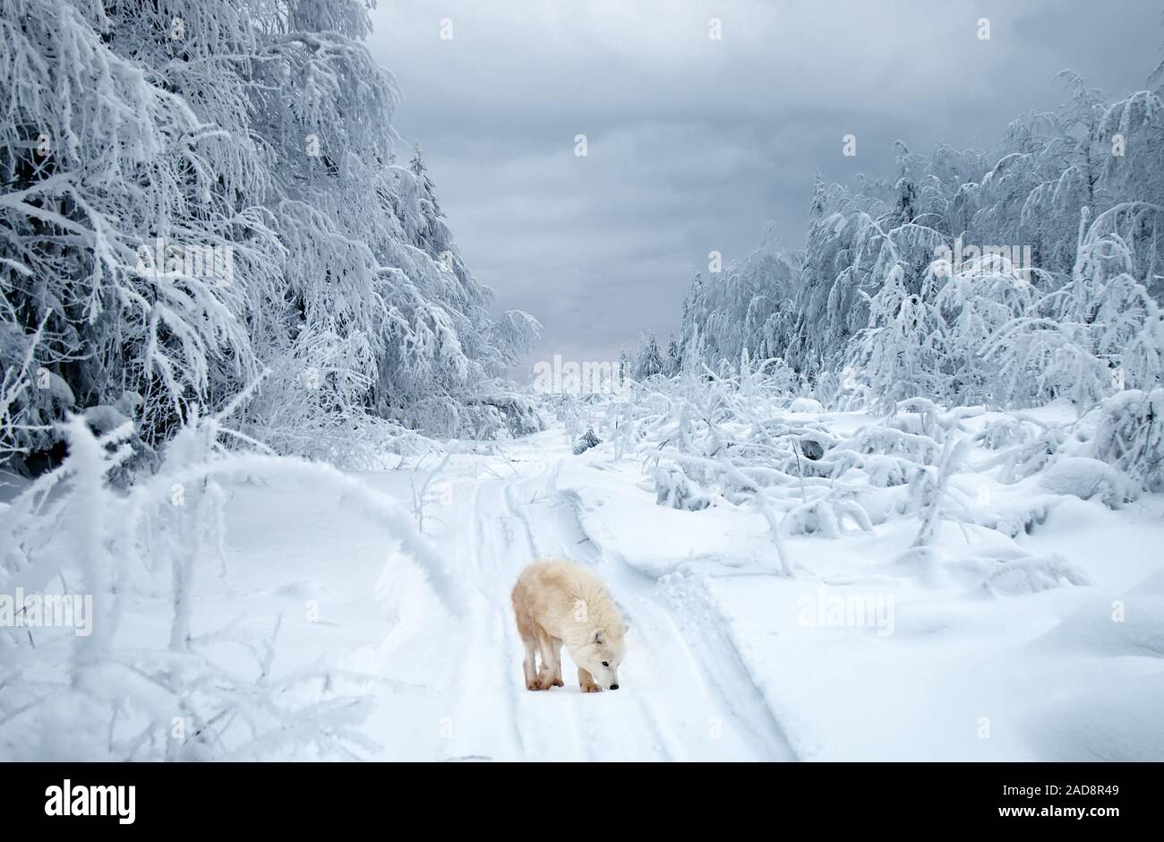 Polar wolf in the taiga Stock Photo - Alamy