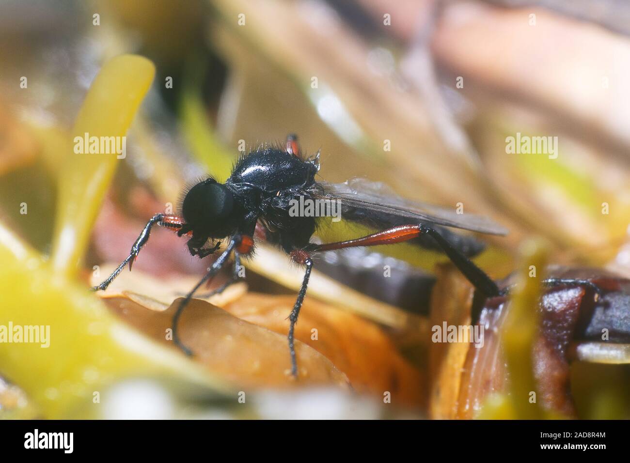 robber fly (Asilidae) blue-black Stock Photo - Alamy
