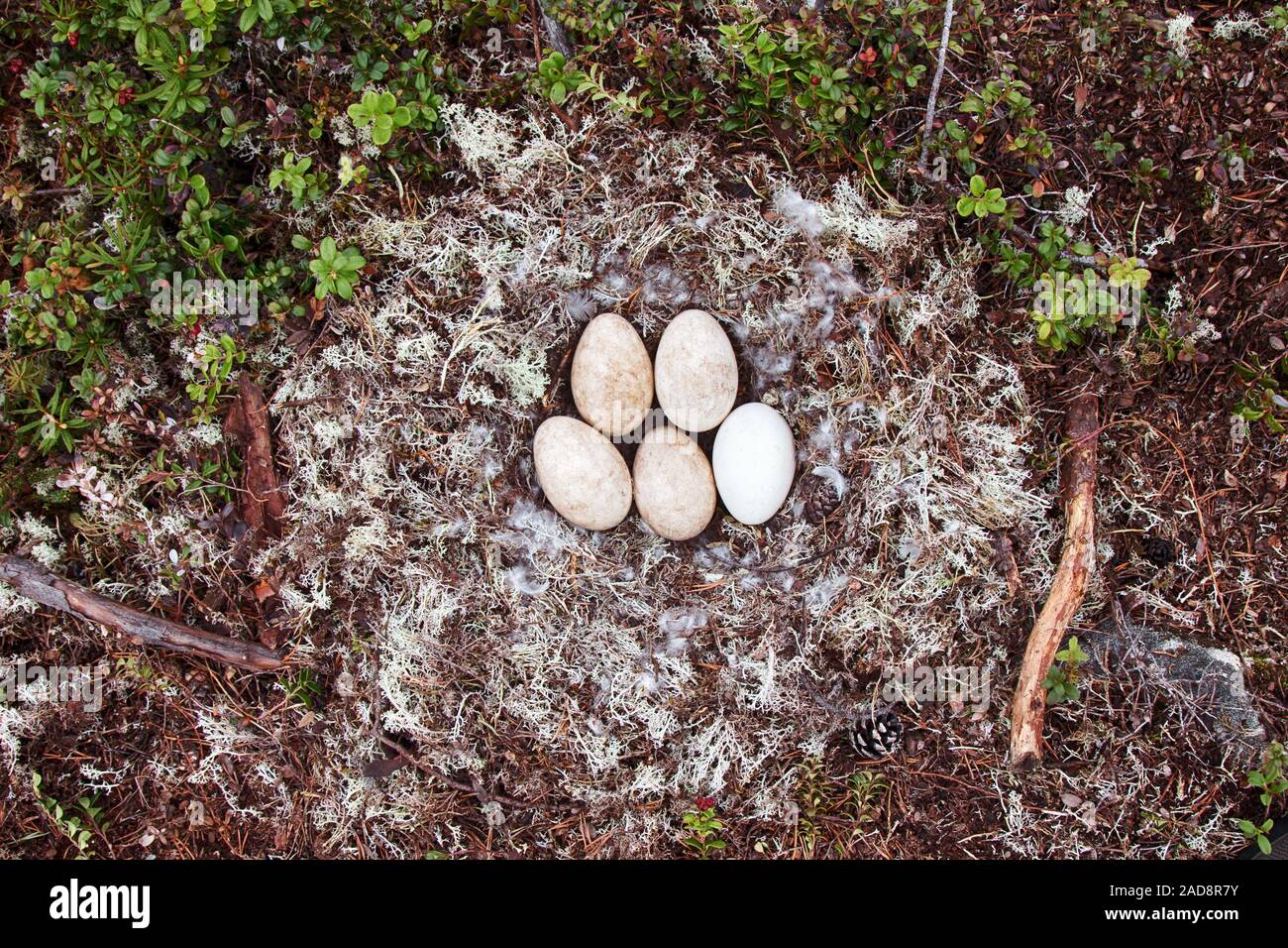 Forest-breeding bean goose nest Stock Photo - Alamy