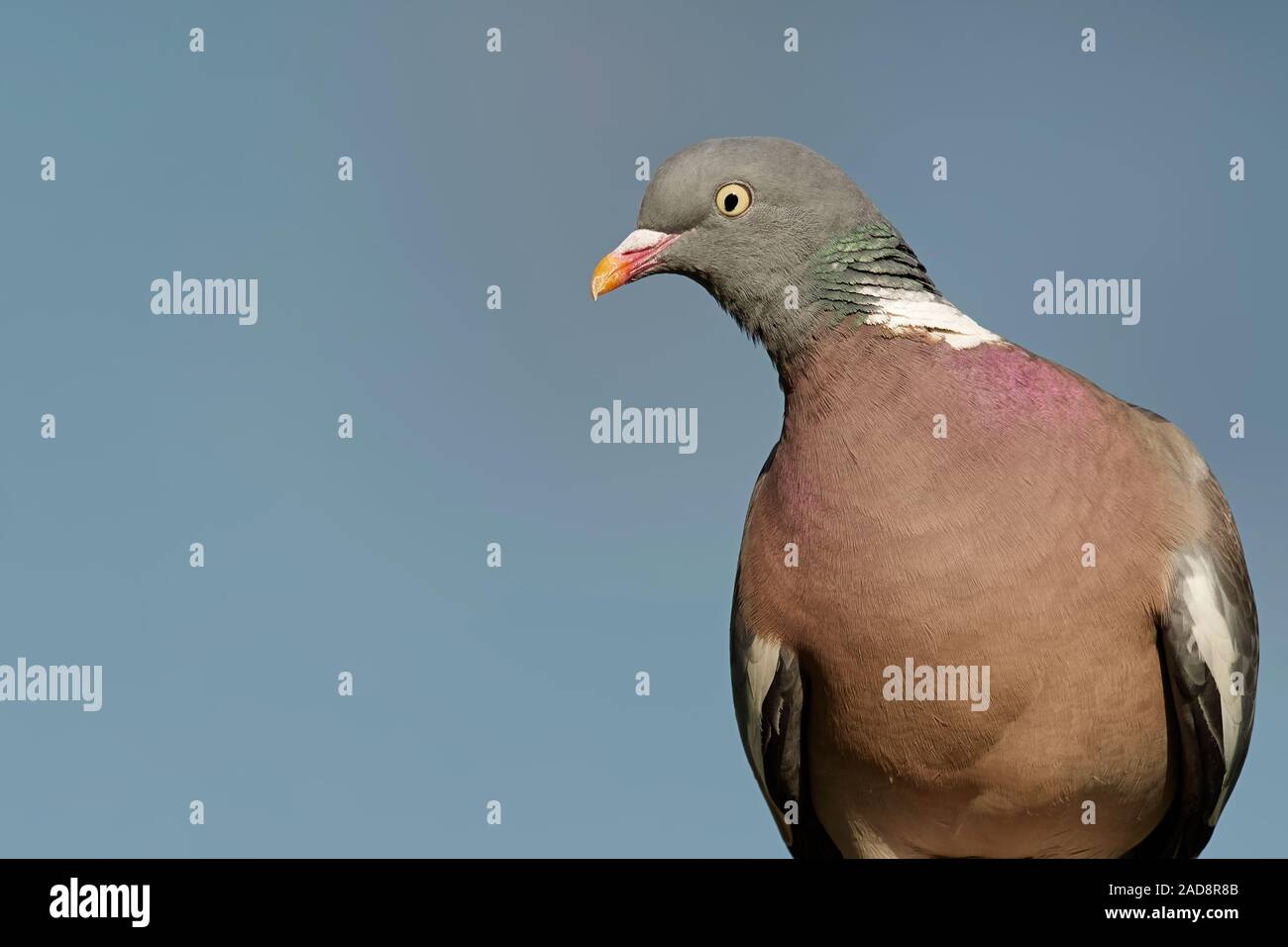 Common white pigeon uk hi-res stock photography and images - Alamy