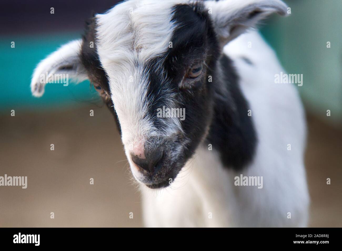 Portrait of a goat close-up Stock Photo - Alamy