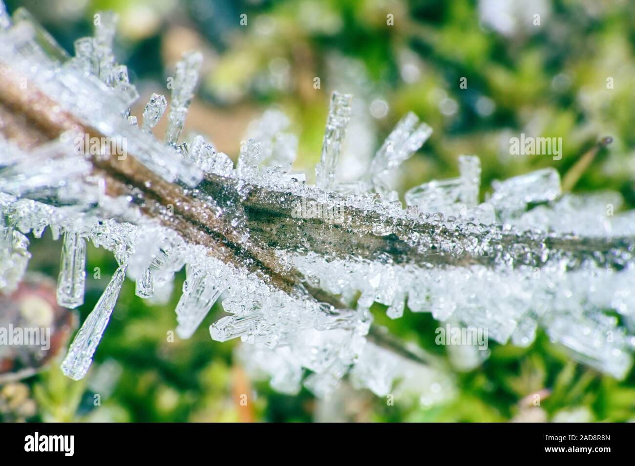 ice spicule on green leaves because of unexpected frost Stock Photo - Alamy