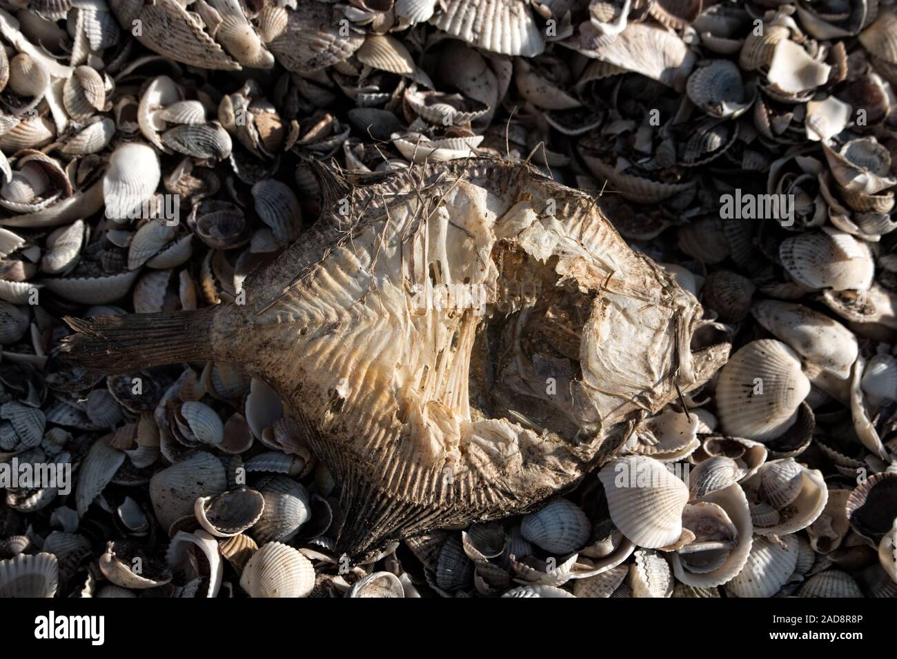 Bottom feeder fish hi-res stock photography and images - Alamy