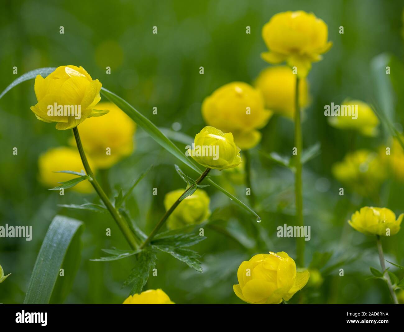 Yellow flowers of Trollius Stock Photo - Alamy