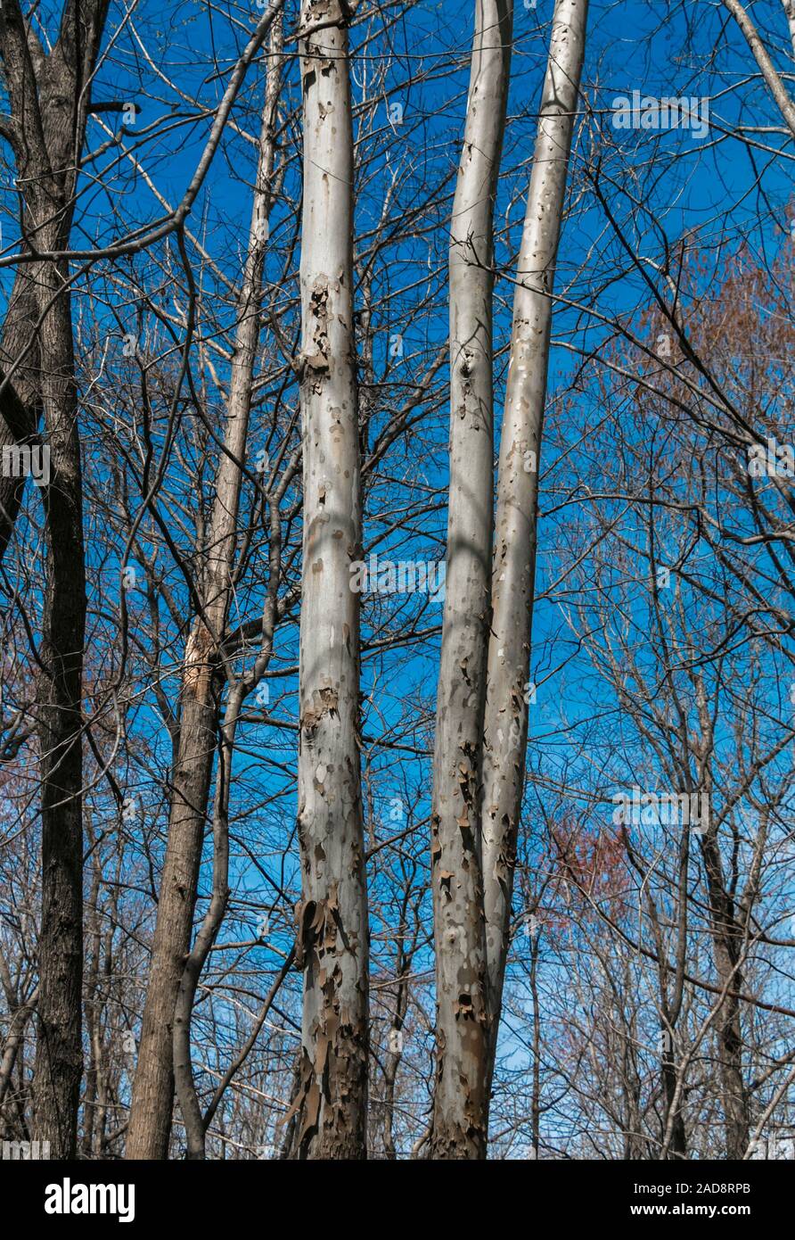 Three trees detail hi-res stock photography and images - Alamy