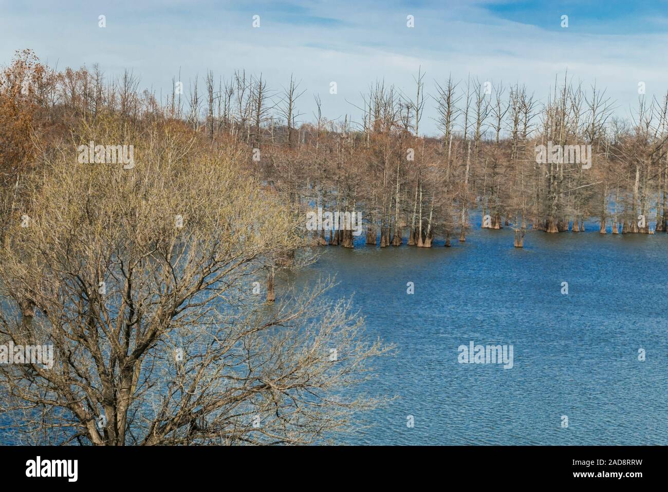 Cypress trees in the lake Stock Photo - Alamy