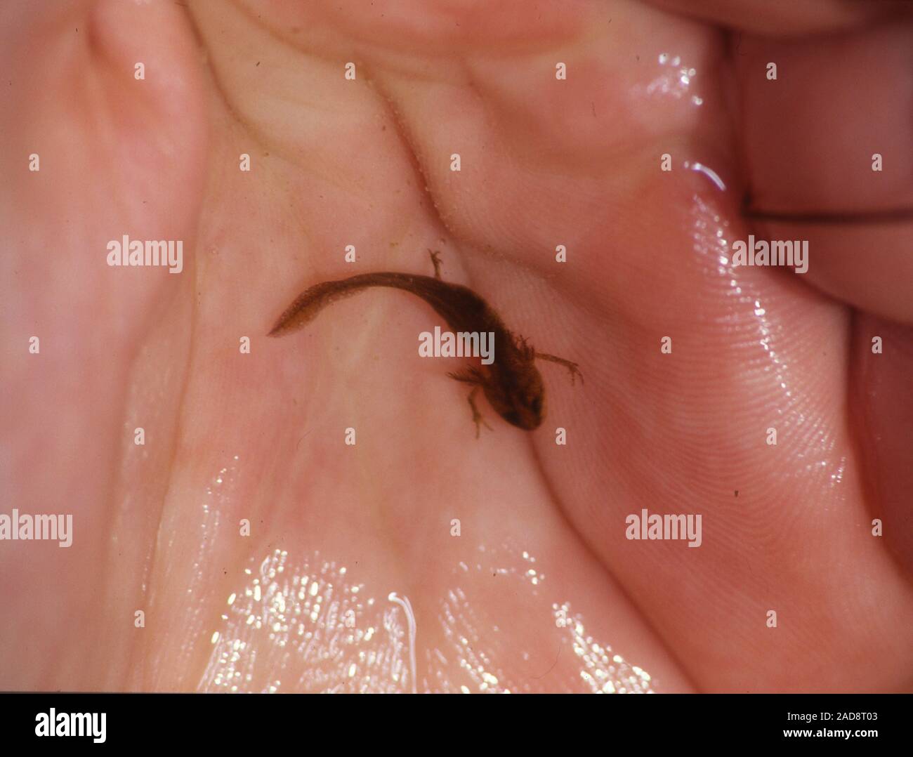 Pond Newt in the water in the palm of the hand Stock Photo - Alamy