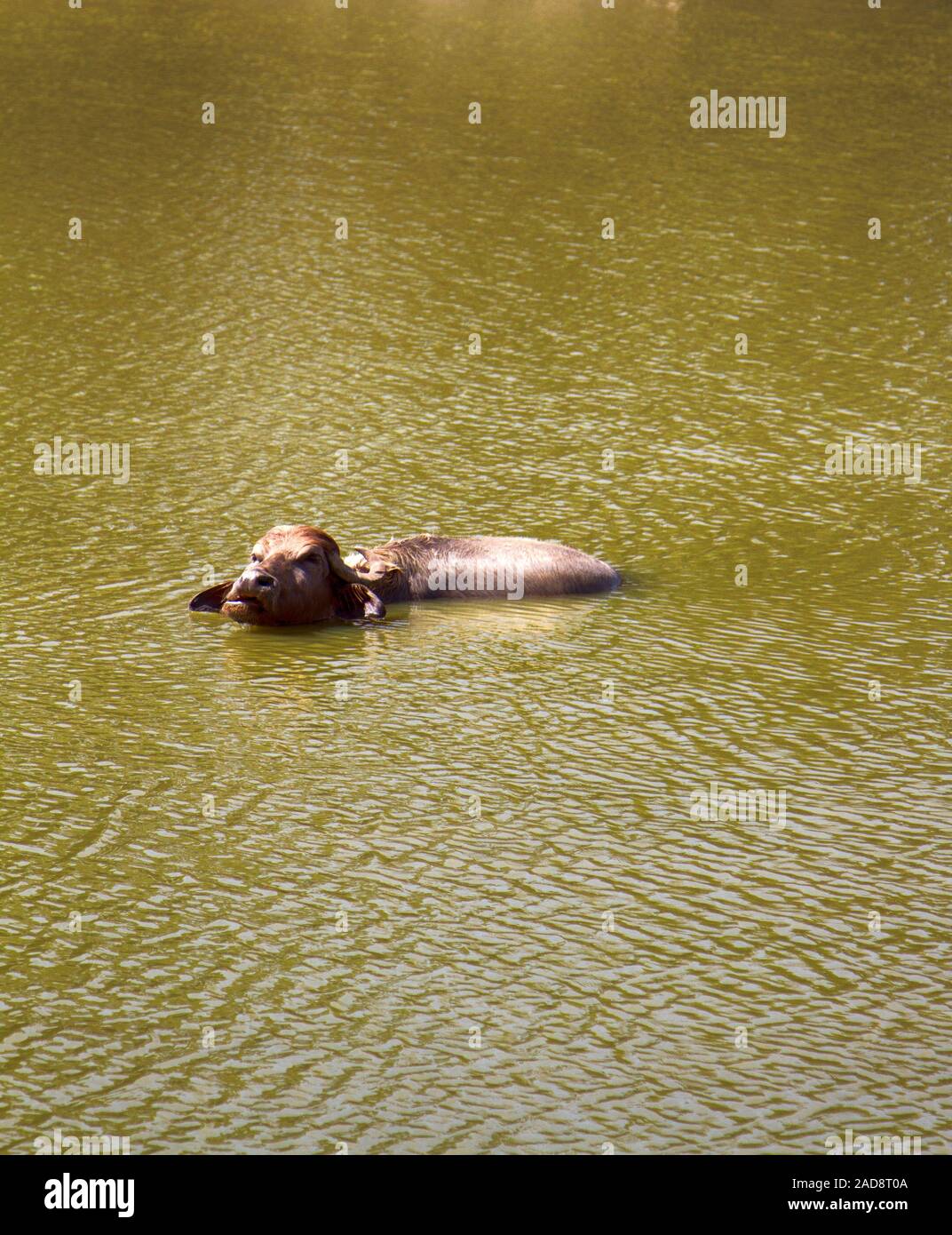 Water Buffalo in the muddy Indian river Stock Photo - Alamy
