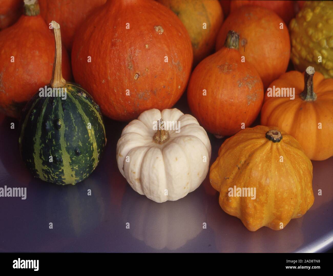 Ornamental gourds on tray Stock Photo - Alamy