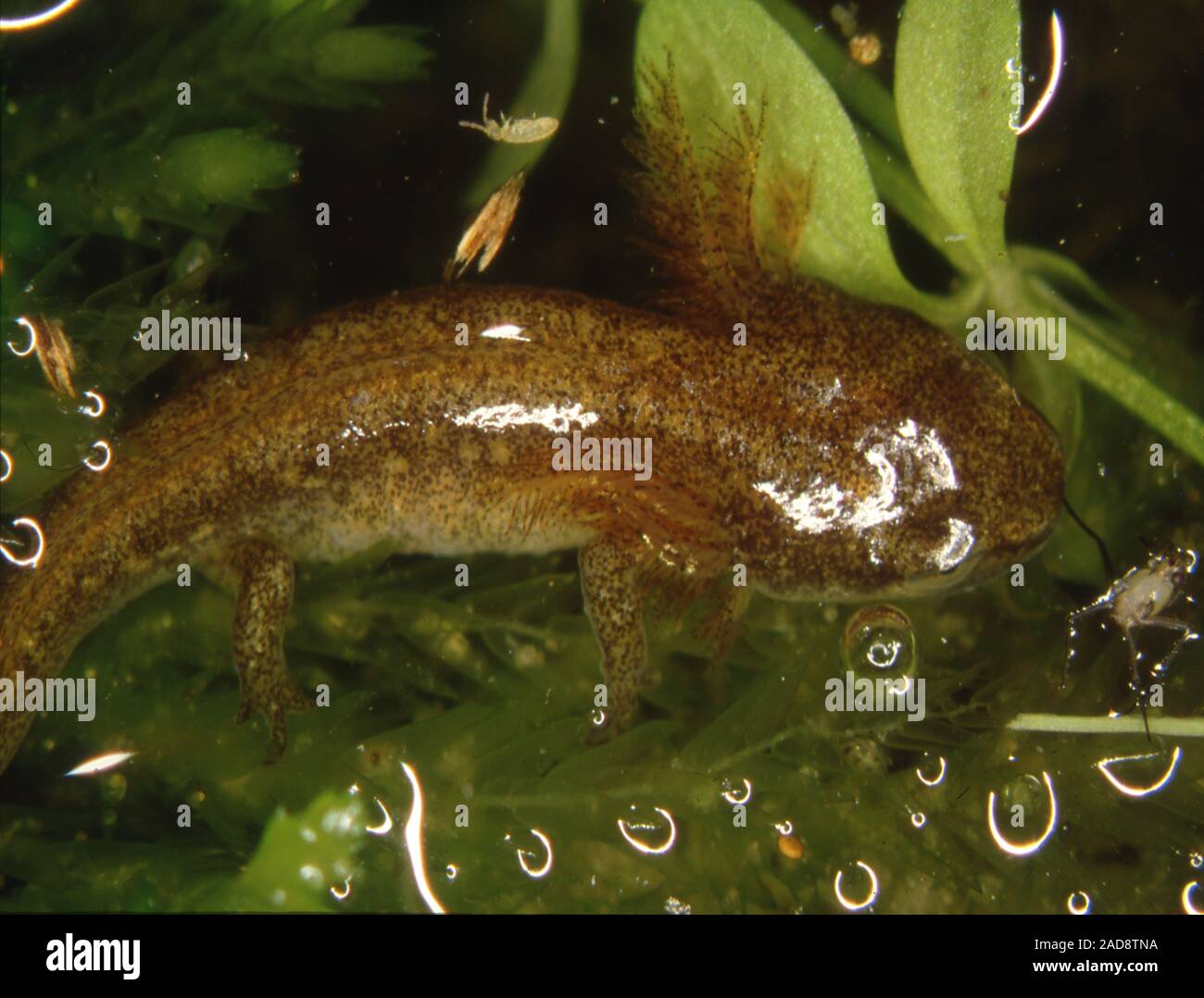 Pond newt in the water between aquatic plants Stock Photo - Alamy