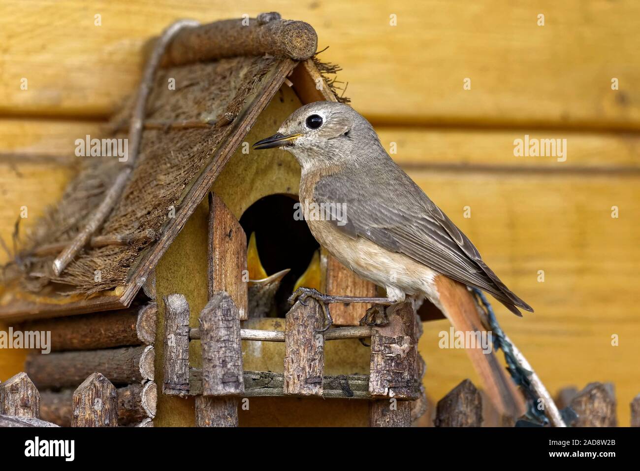 Songbird singing nest hi-res stock photography and images - Alamy