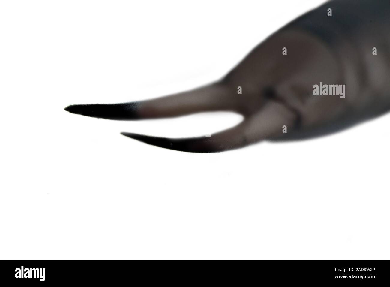 Earwigs (Dermaptera) ultra close-up portrait Stock Photo - Alamy