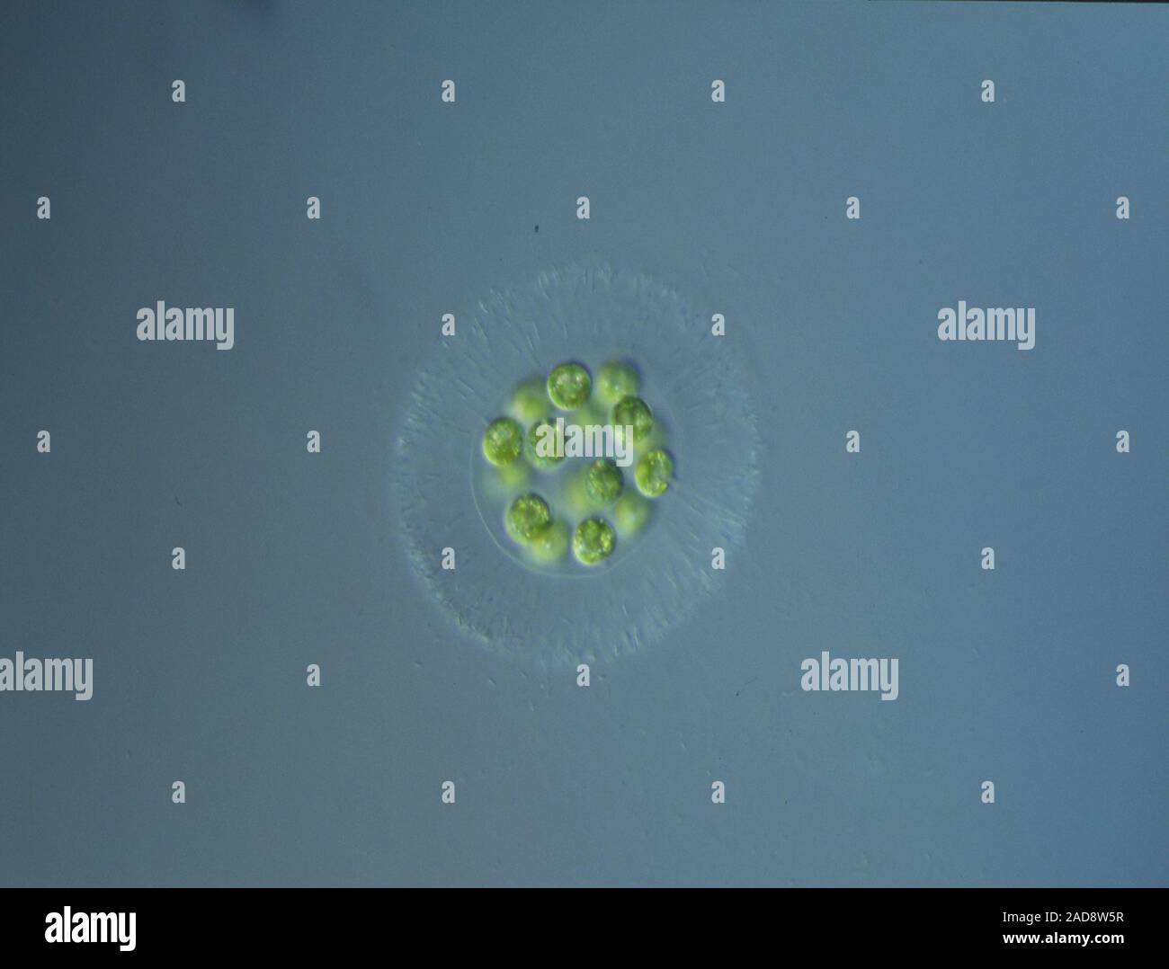 Green algae microscope hi-res stock photography and images - Alamy