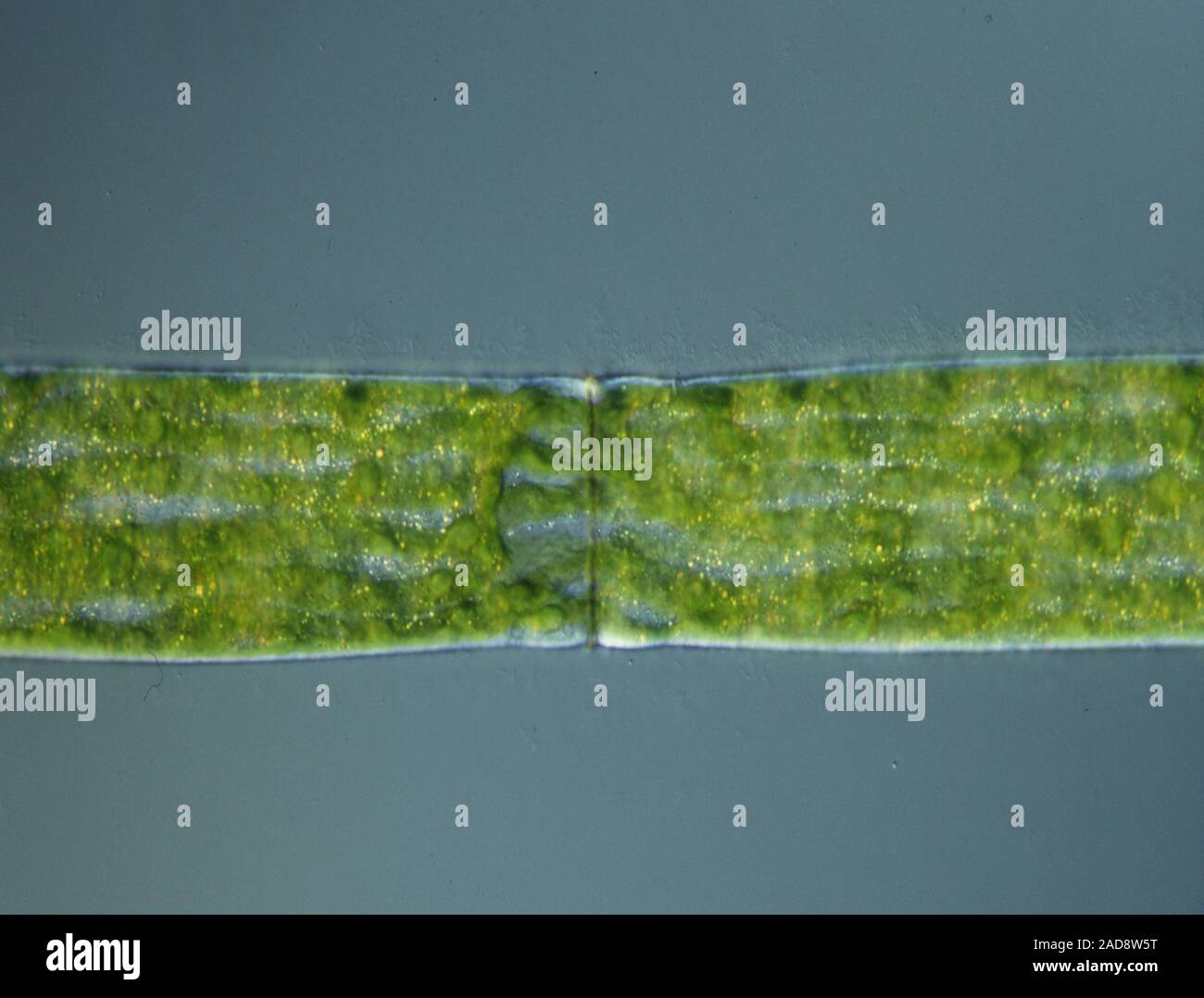 Ornamental algae under the microscope 100x Stock Photo - Alamy