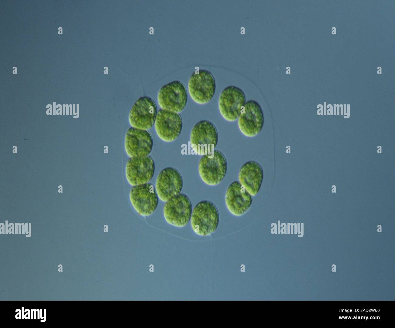 Gonium Under Microscope