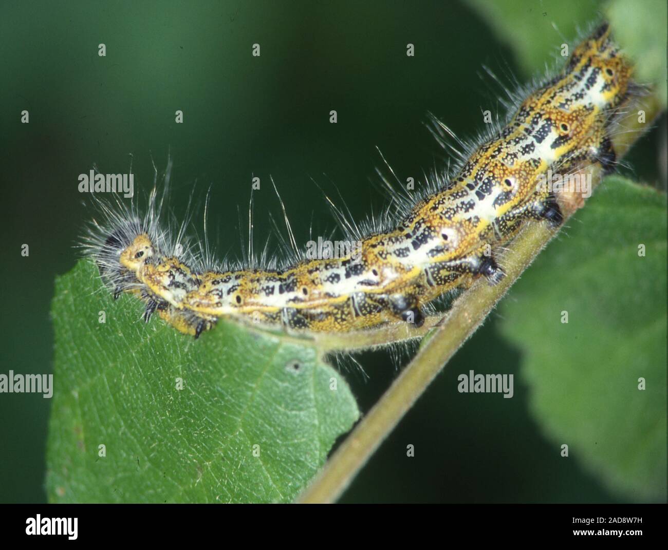 Caterpillar of the moon bird eating Stock Photo - Alamy