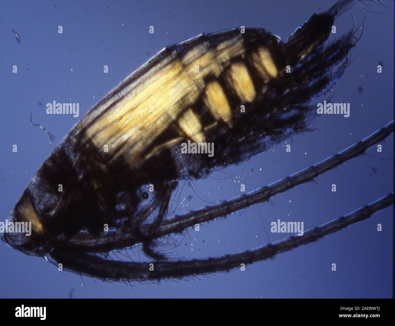 Small crab in saltwater Stock Photo - Alamy