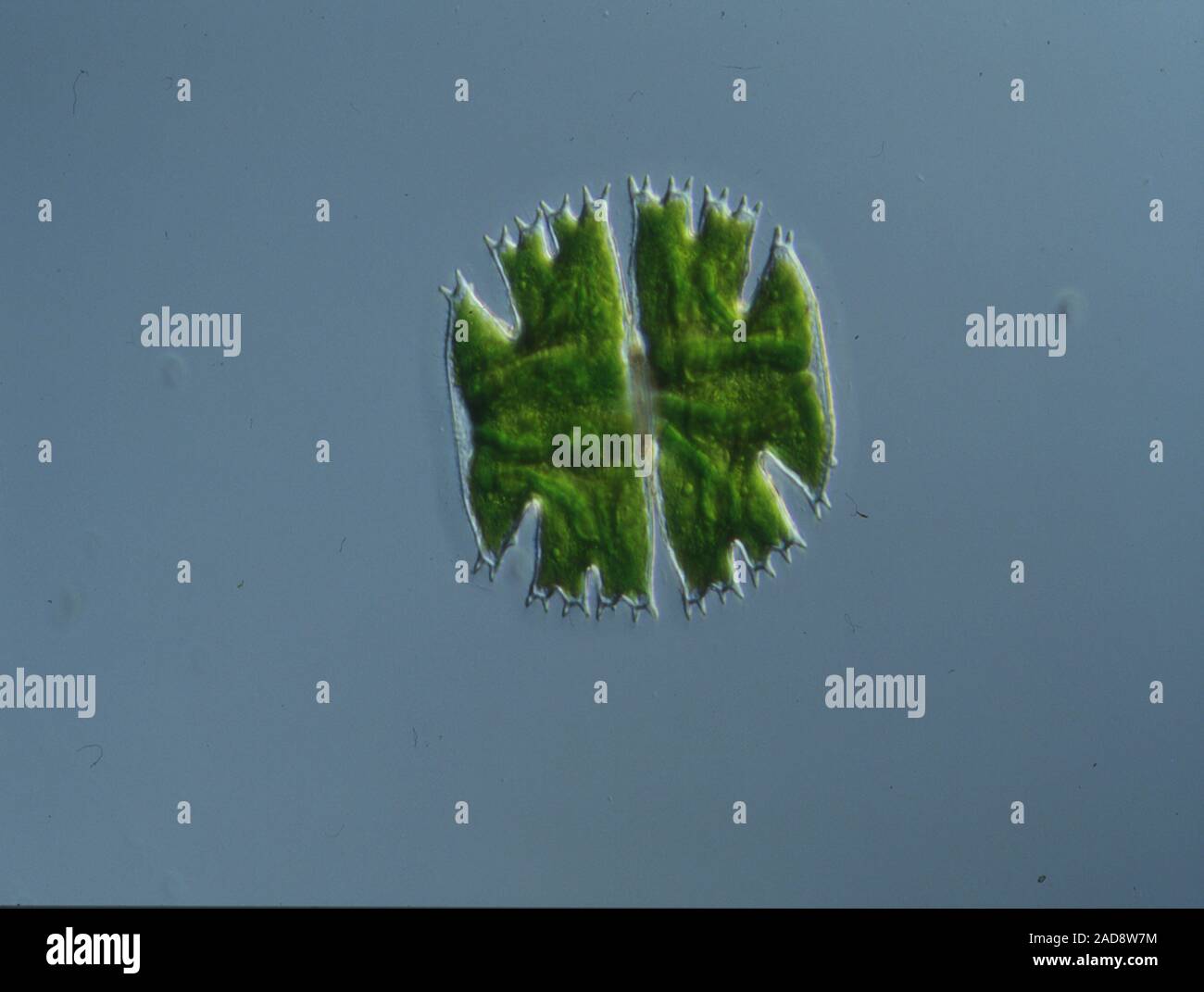 Ornamental algae Micrasterias under the microscope 100x Stock Photo - Alamy