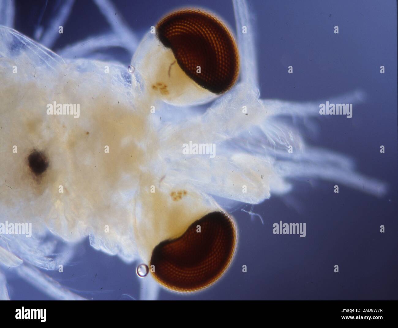 Shrimp with complex eyes Stock Photo - Alamy