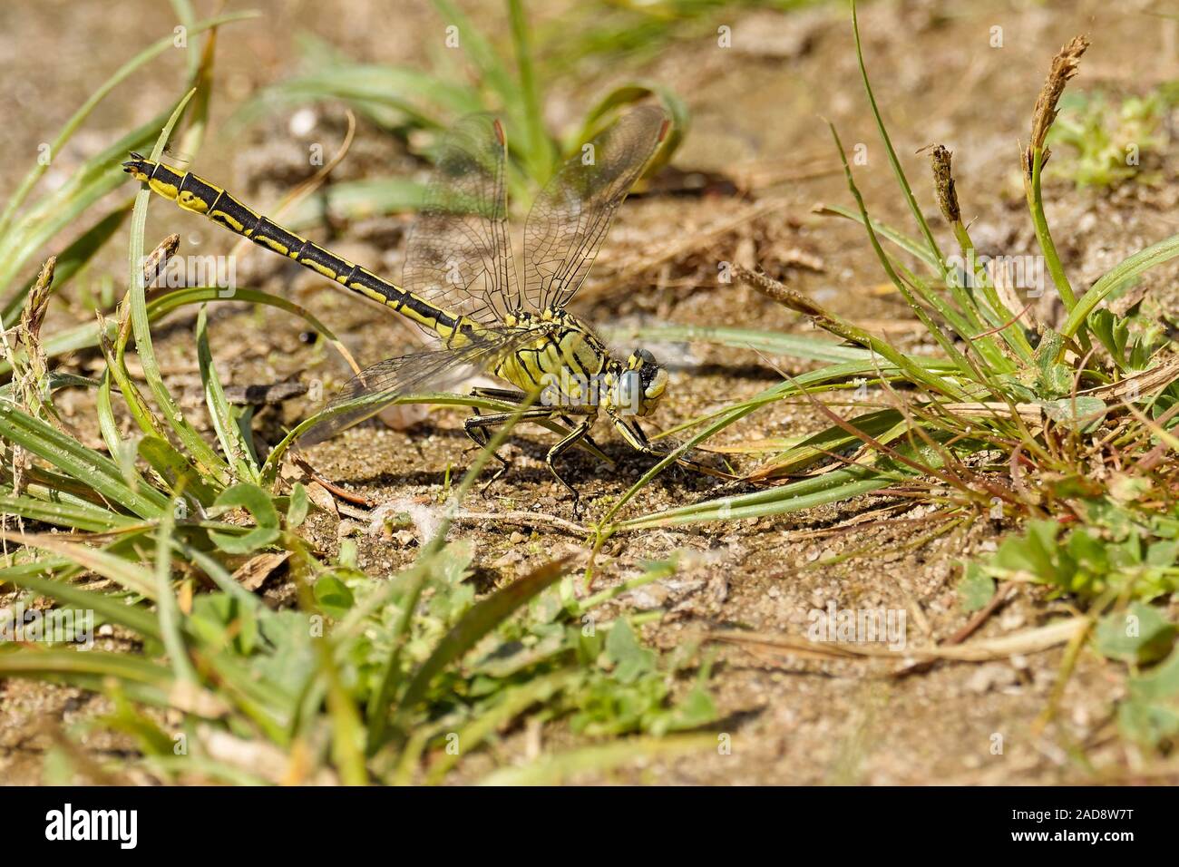 Mermaid pond hi-res stock photography and images - Alamy