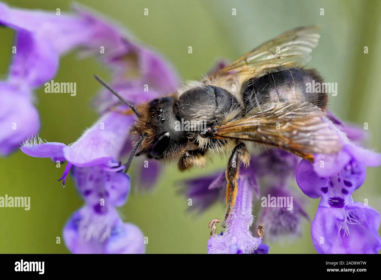 Red mason bee female hi-res stock photography and images - Alamy