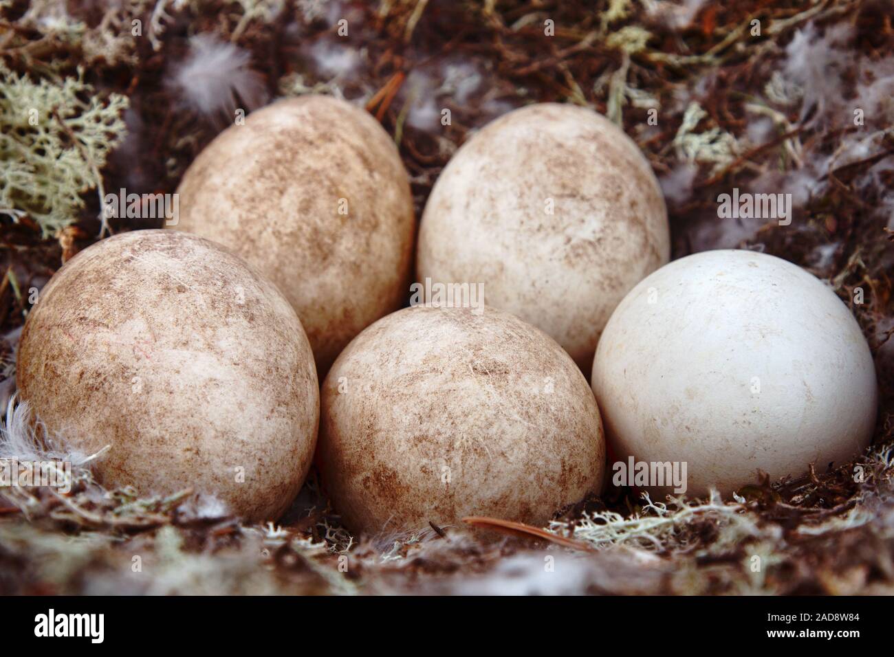 Forest-breeding bean goose nest Stock Photo - Alamy