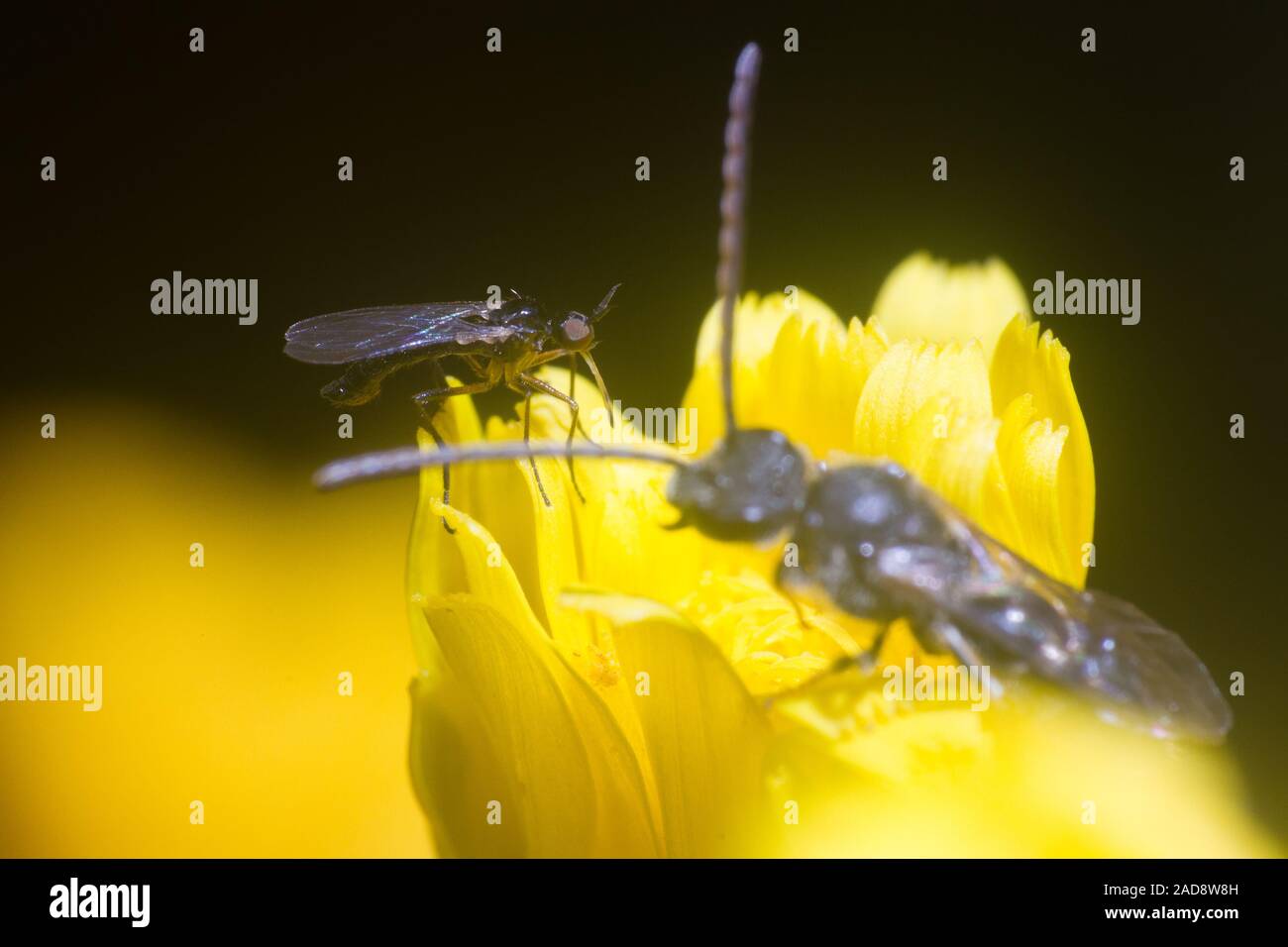 robber fly (Asilidae) blue-black Stock Photo - Alamy