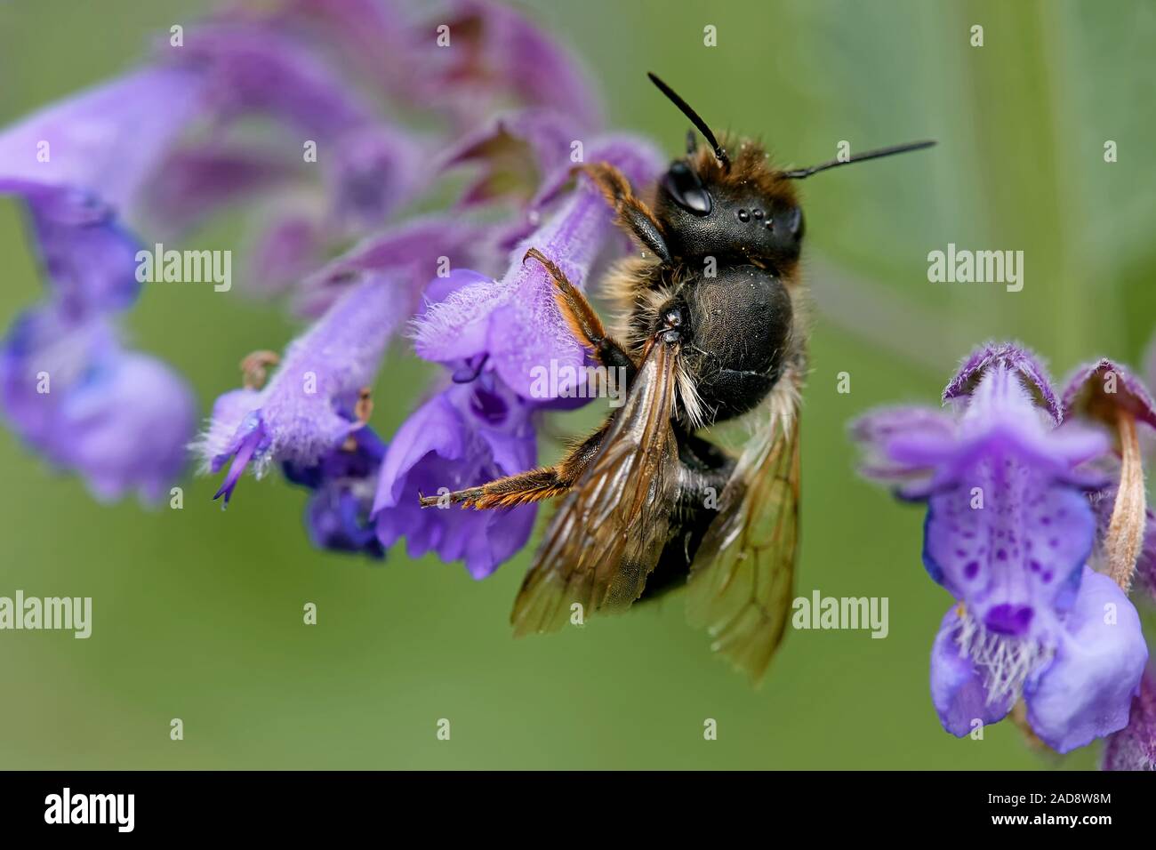 Rust red wall bee Stock Photo - Alamy