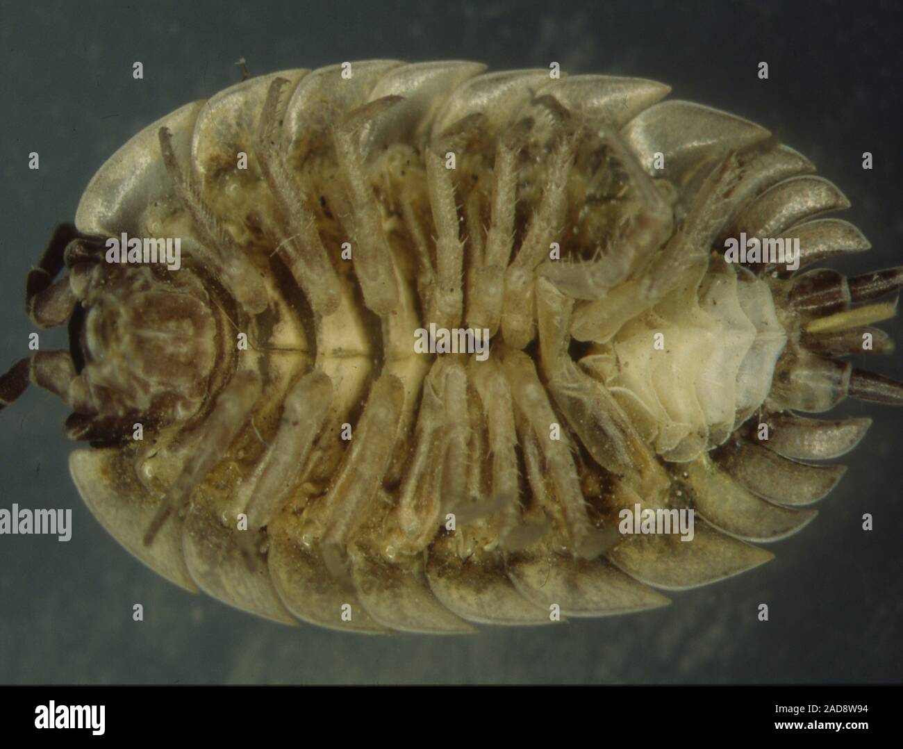 Assel ventral side with legs Stock Photo - Alamy