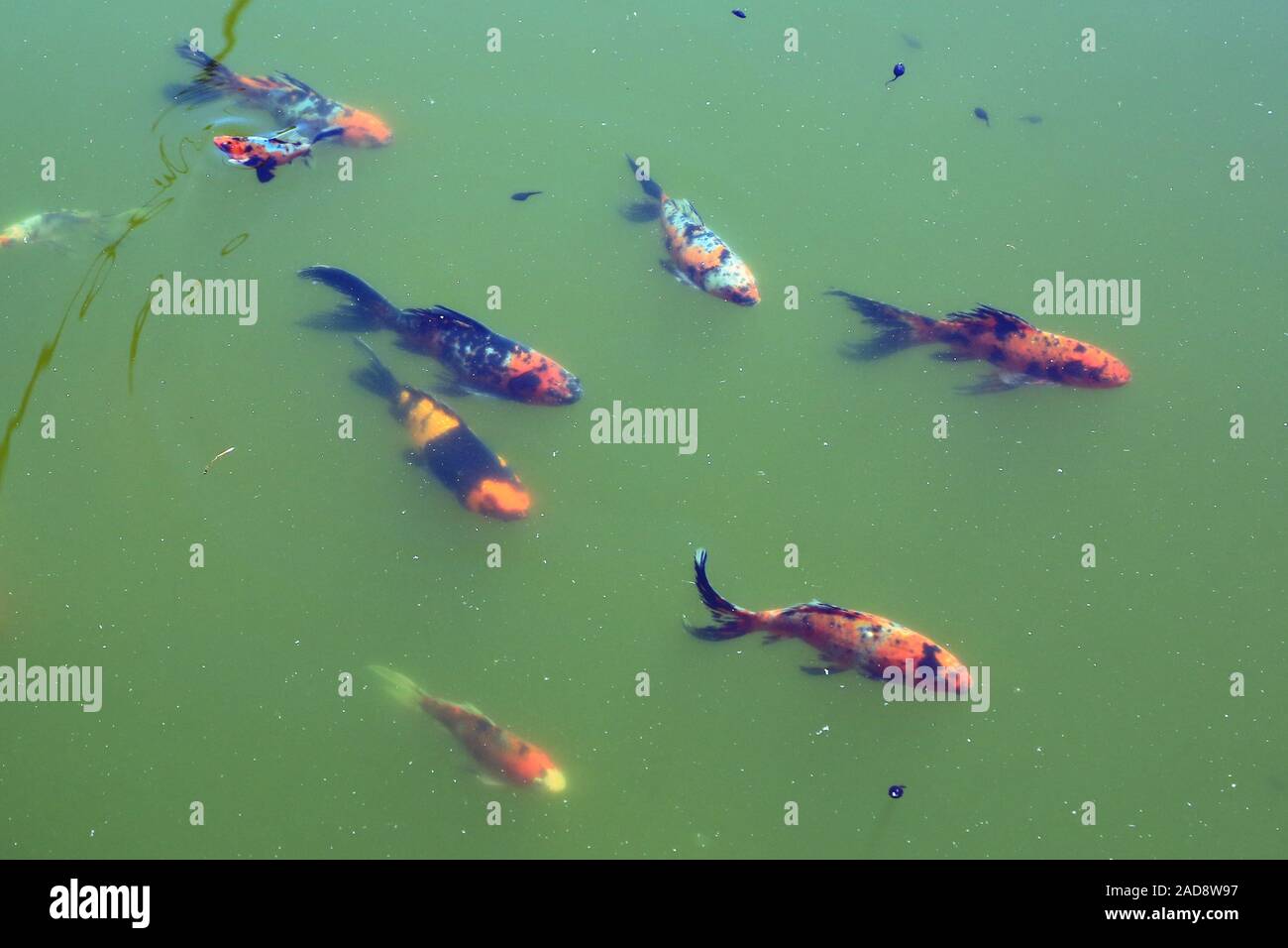 Fish in the garden pond with tadpoles and algae Stock Photo - Alamy