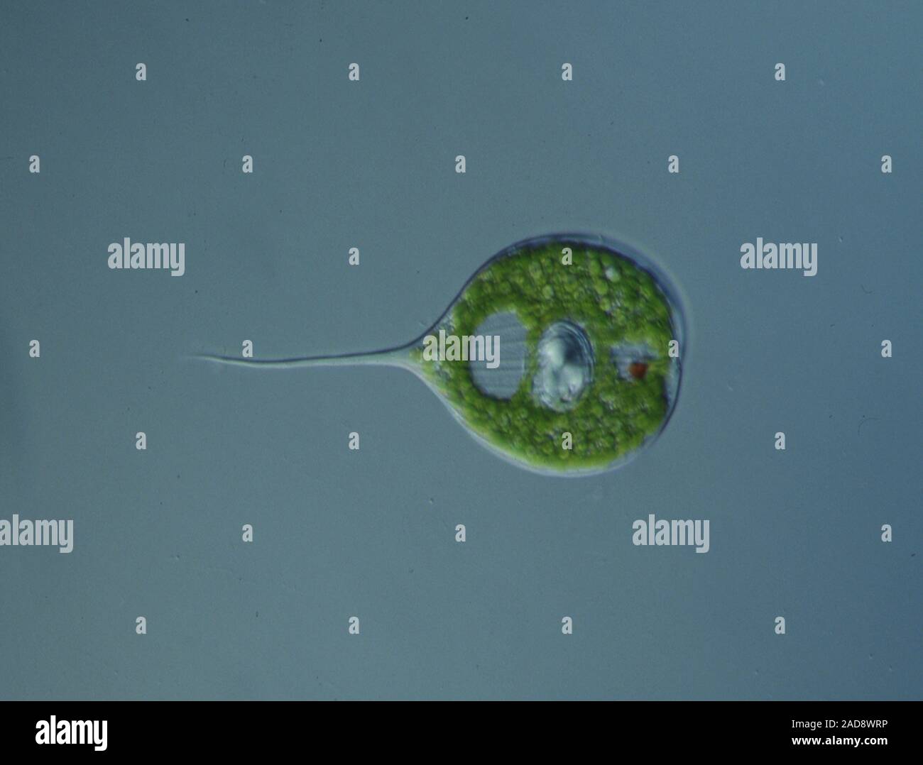 Freshwater flagellate hi-res stock photography and images - Alamy