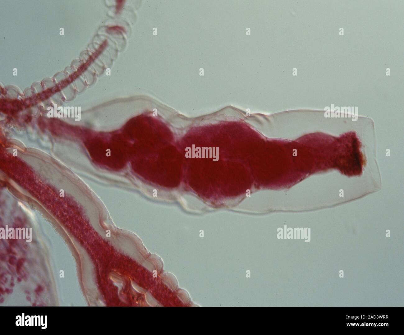 Sea polyp hi-res stock photography and images - Alamy