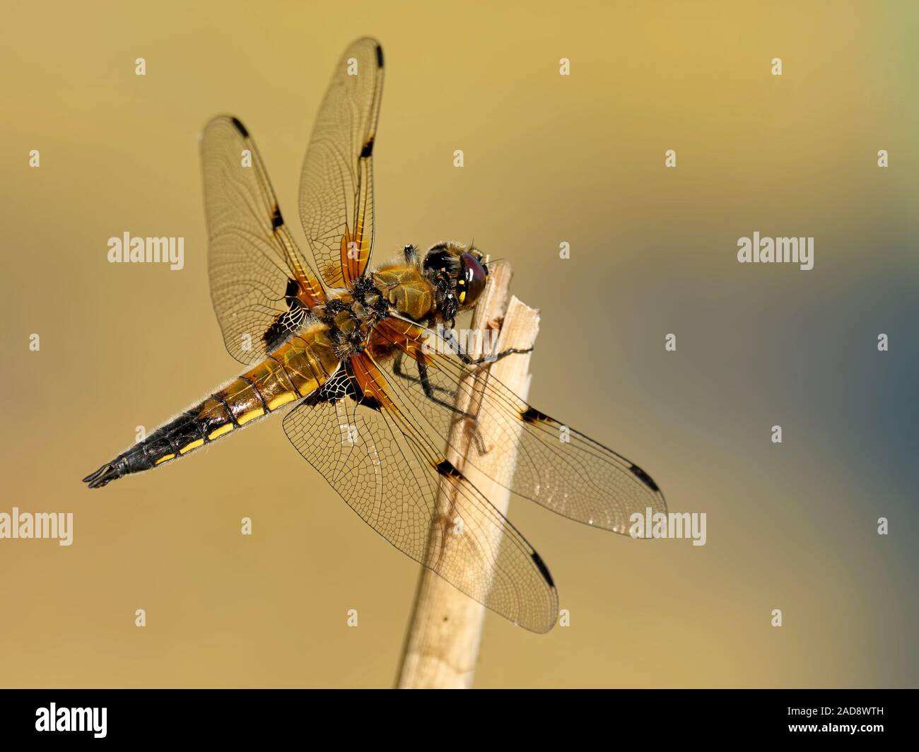 Quad wing hi-res stock photography and images - Alamy