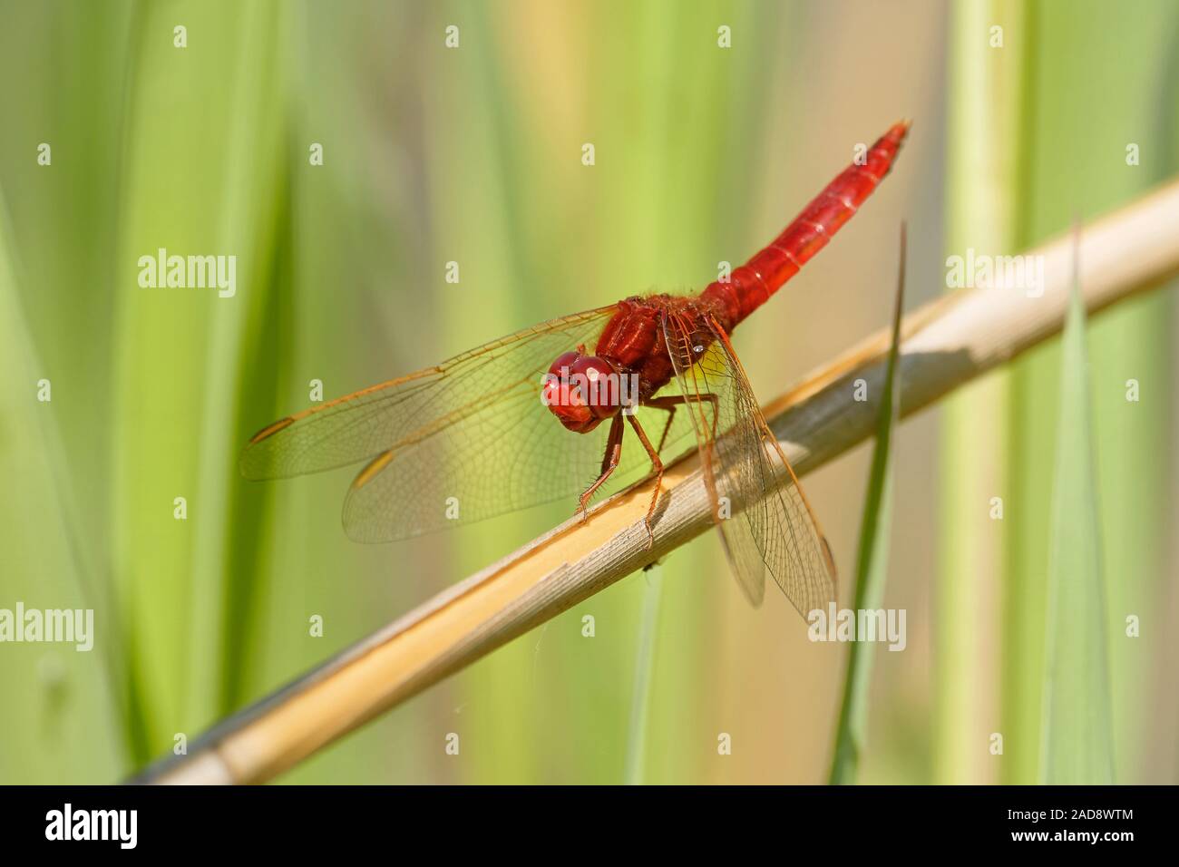 Dragonfly summer hi-res stock photography and images - Alamy