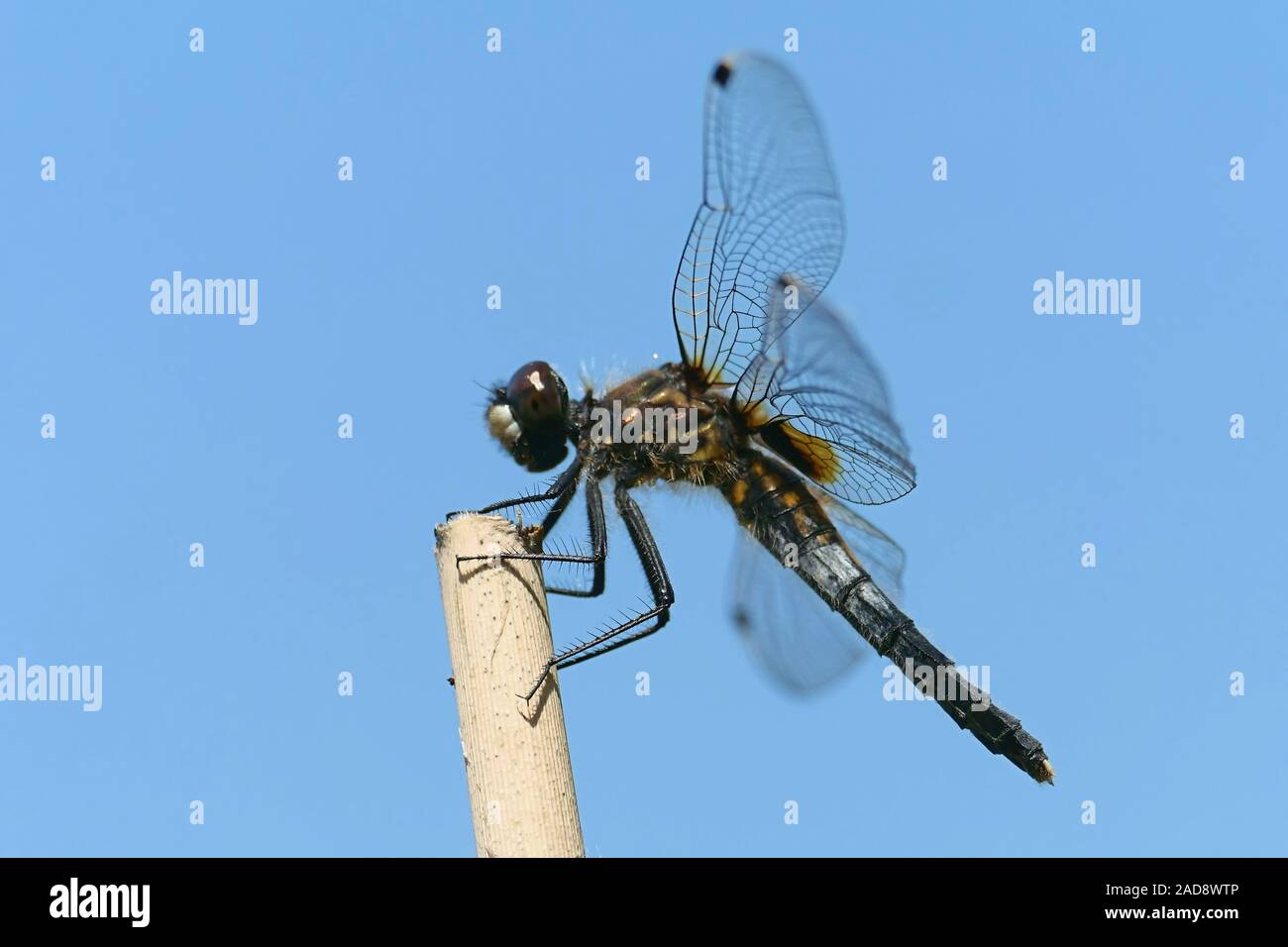 Blue darter hi-res stock photography and images - Alamy