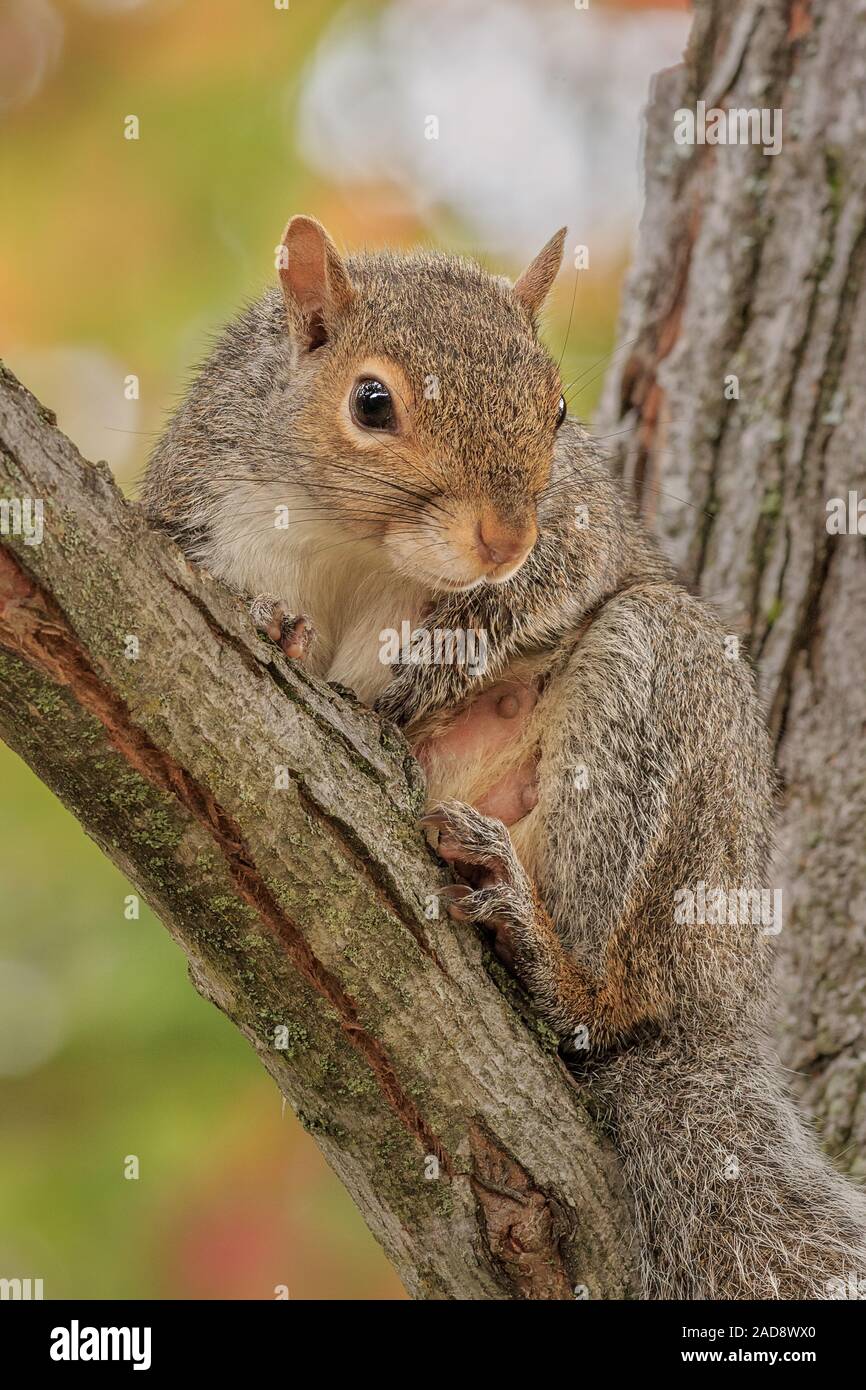 A Gray Squirrel watches cautiously from a tree branch Stock Photo - Alamy