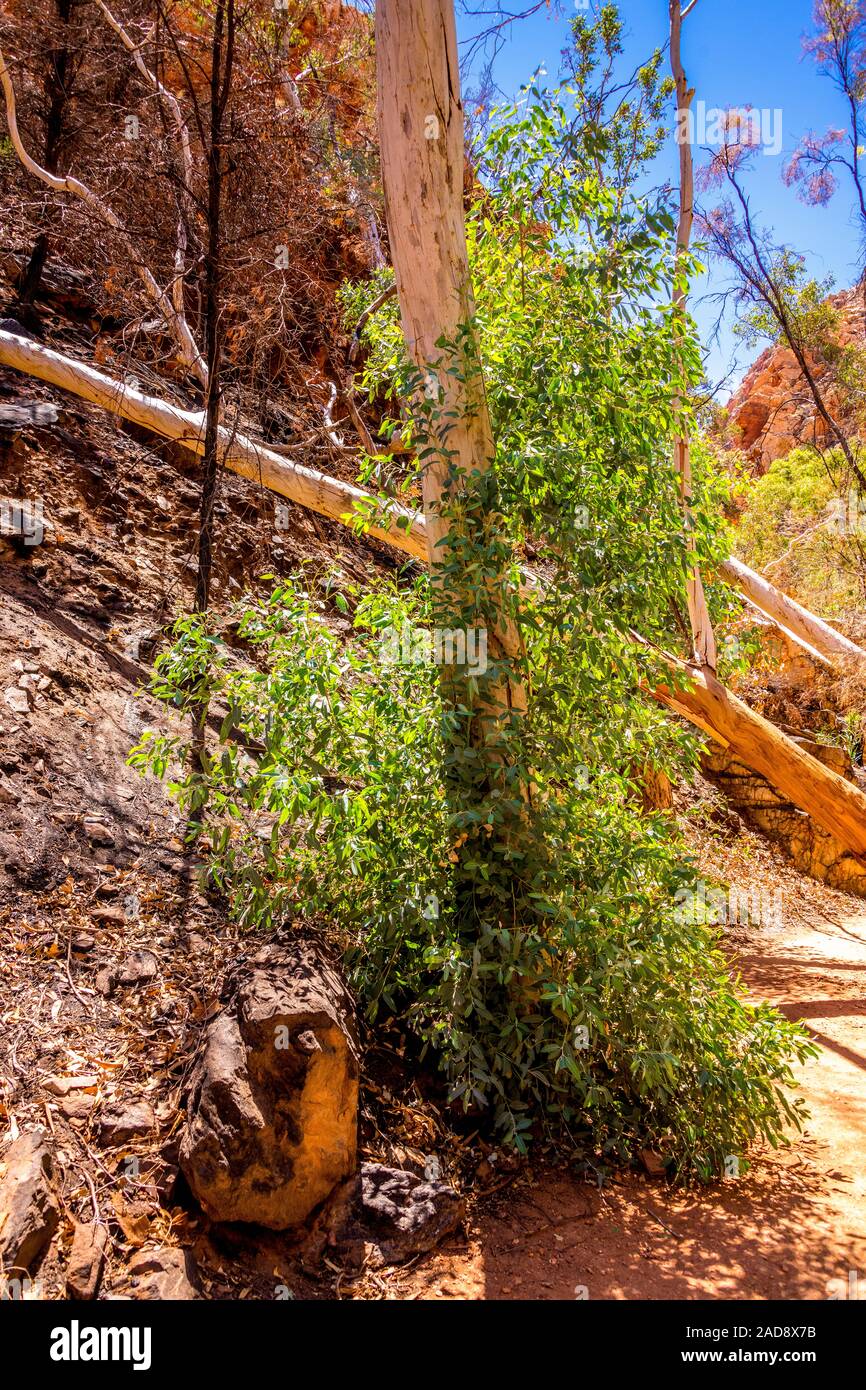 After effects of the Jan 2019 bushfires and subsequent regrowth in the ...