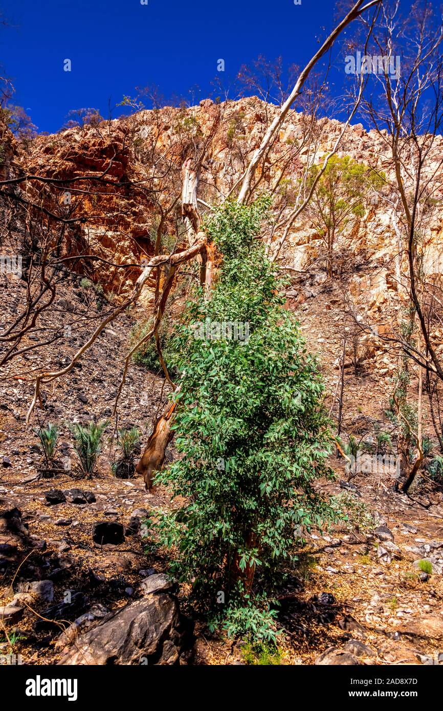 After effects of the Jan 2019 bushfires and subsequent regrowth in the ...