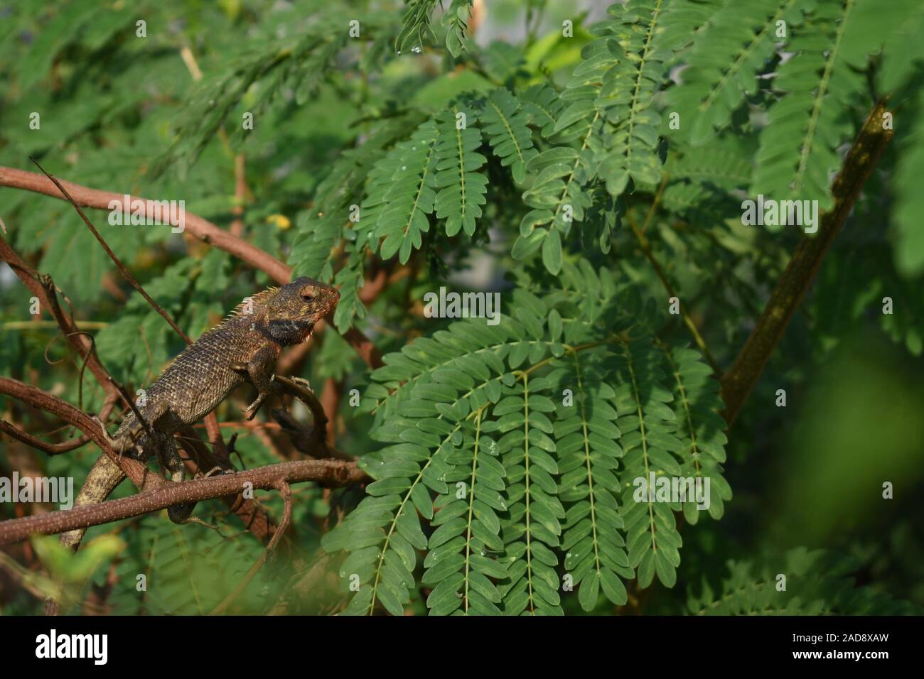Changeable lizard or Eastern garden lizard, bask in the morning ...