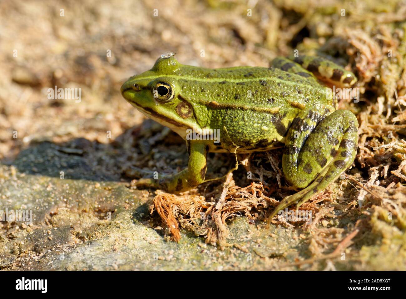Pond frog hi-res stock photography and images - Alamy