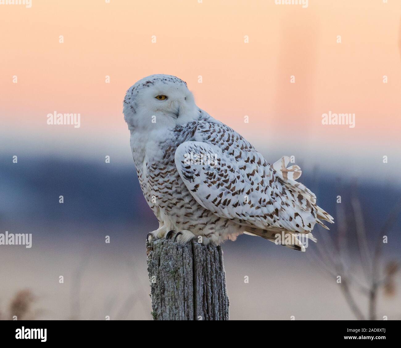 Beautiful head of a snowy owl hi-res stock photography and images - Alamy