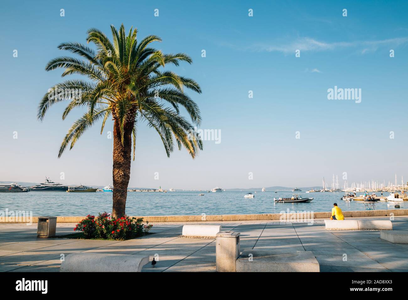 Palm tree and sea at Riva street in Split, Croatia Stock Photo - Alamy
