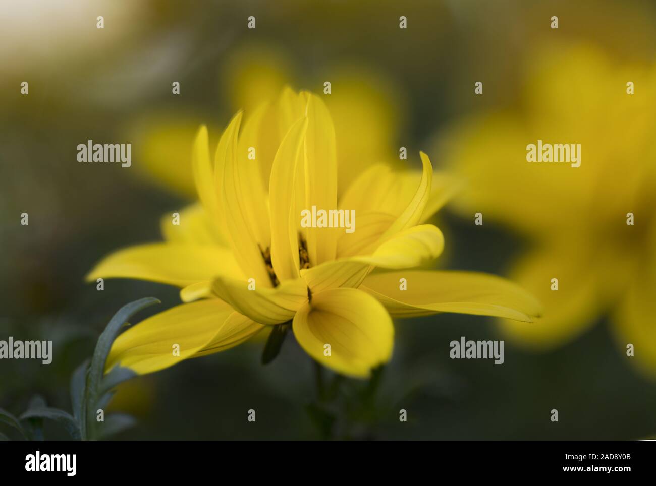 Apache beggarticks, beggar-ticks, Bidens ferulifolia, Coreopsis ...